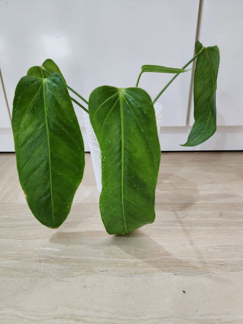 Anthurium Spectabile, Furniture & Home Living, Gardening, Plants ...