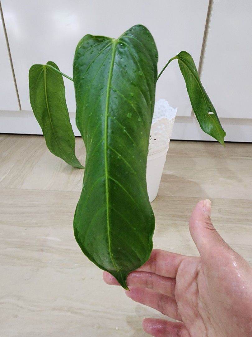 Anthurium Spectabile, Furniture & Home Living, Gardening, Plants ...