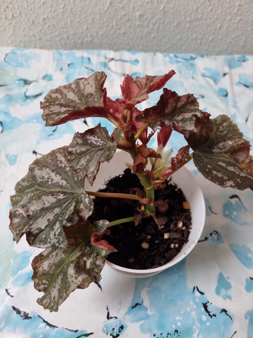 Begonia Looking Glass, Furniture & Home Living, Gardening, Plants ...