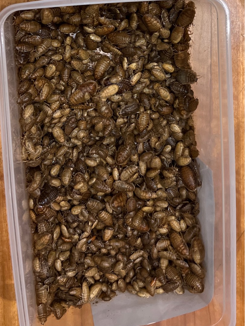 Dubia Roaches, Pet Supplies, Pet Food on Carousell