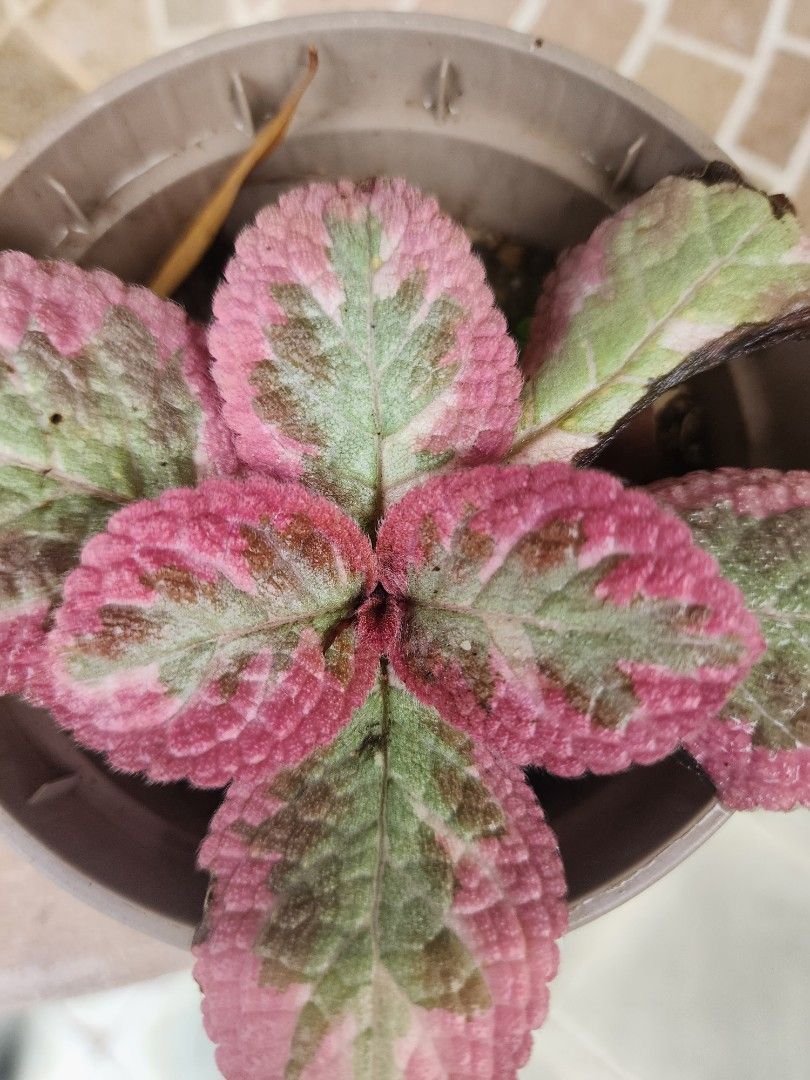 Episcia cleopatra, Furniture & Home Living, Gardening, Plants & Seeds ...