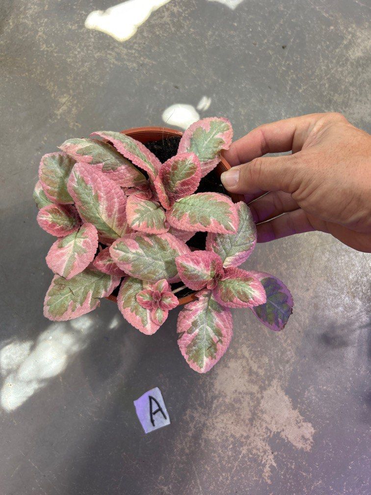 Episcia Cleopatra multi stems $25 each pot, Furniture & Home Living ...
