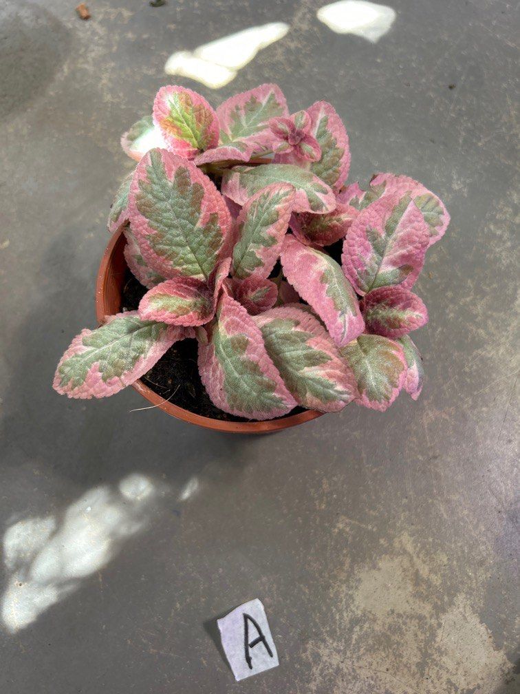 Episcia Cleopatra multi stems $25 each pot, Furniture & Home Living ...