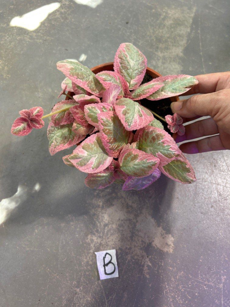 Episcia Cleopatra multi stems $25 each pot, Furniture & Home Living ...