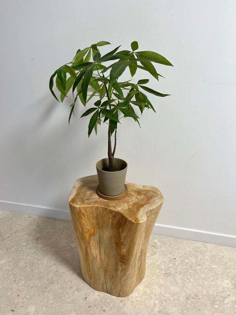 Odd-shaped unique natural wood tree trunk stool, Furniture & Home Living, Gardening, Plants ...