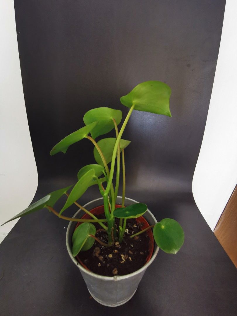 Pottted plant, Furniture & Home Living, Gardening, Plants & Seeds on ...