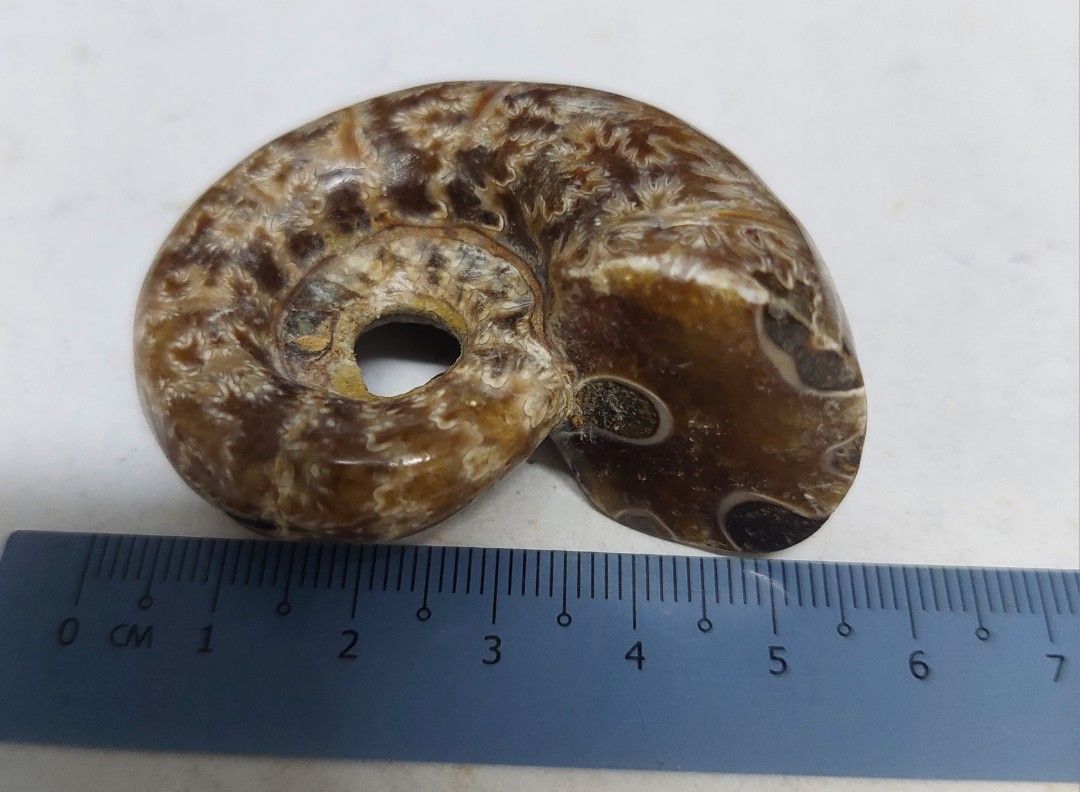 Premium ammonite fossil (batu fosil siput semulajadi), Hobbies & Toys ...