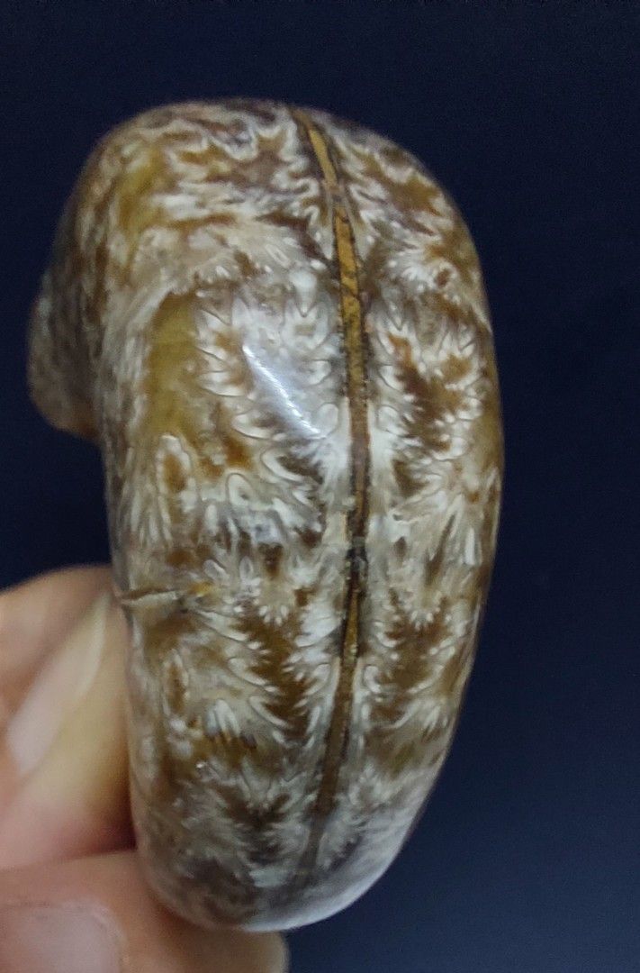 Premium ammonite fossil (batu fosil siput semulajadi), Hobbies & Toys ...