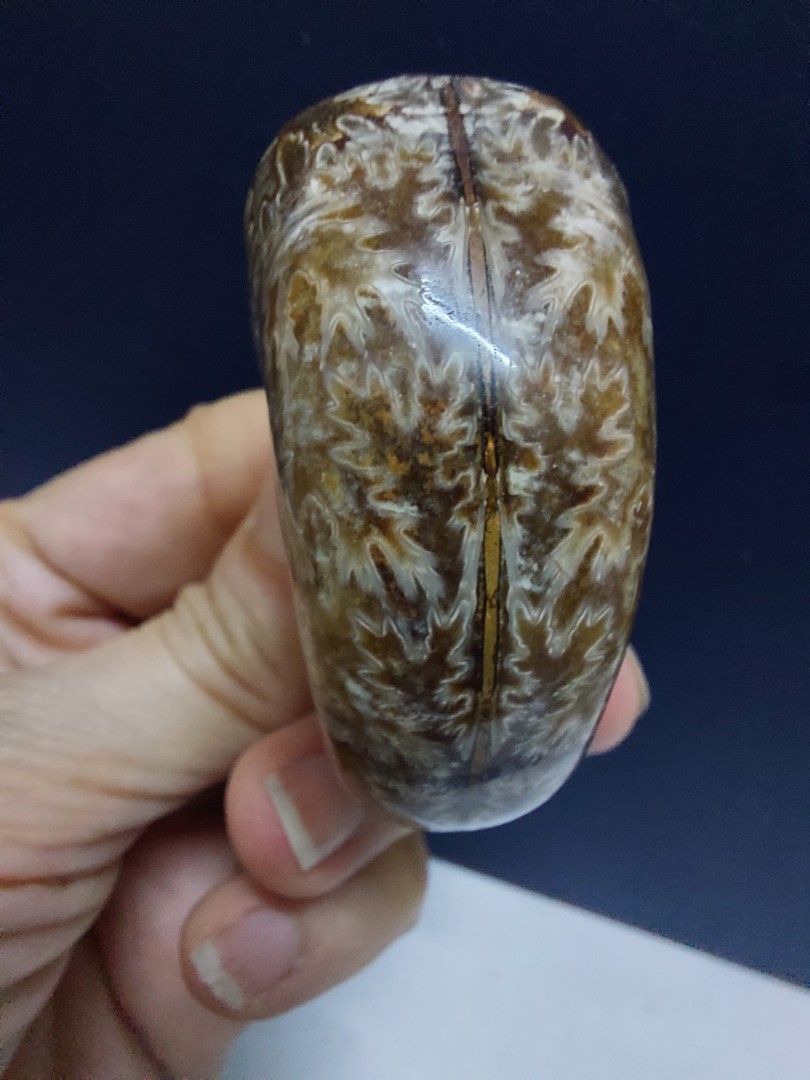 Premium ammonite fossil (batu fosil siput semulajadi), Hobbies & Toys ...