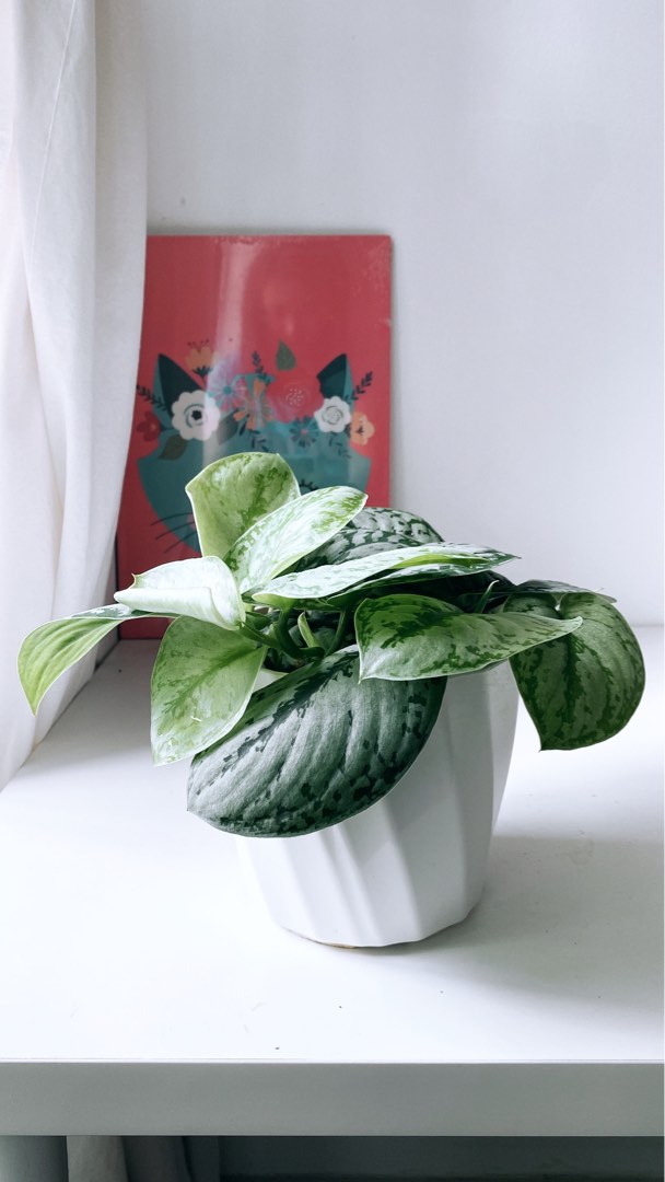 Scindapsus Exotica Money Plant Real Plant, Furniture & Home Living ...