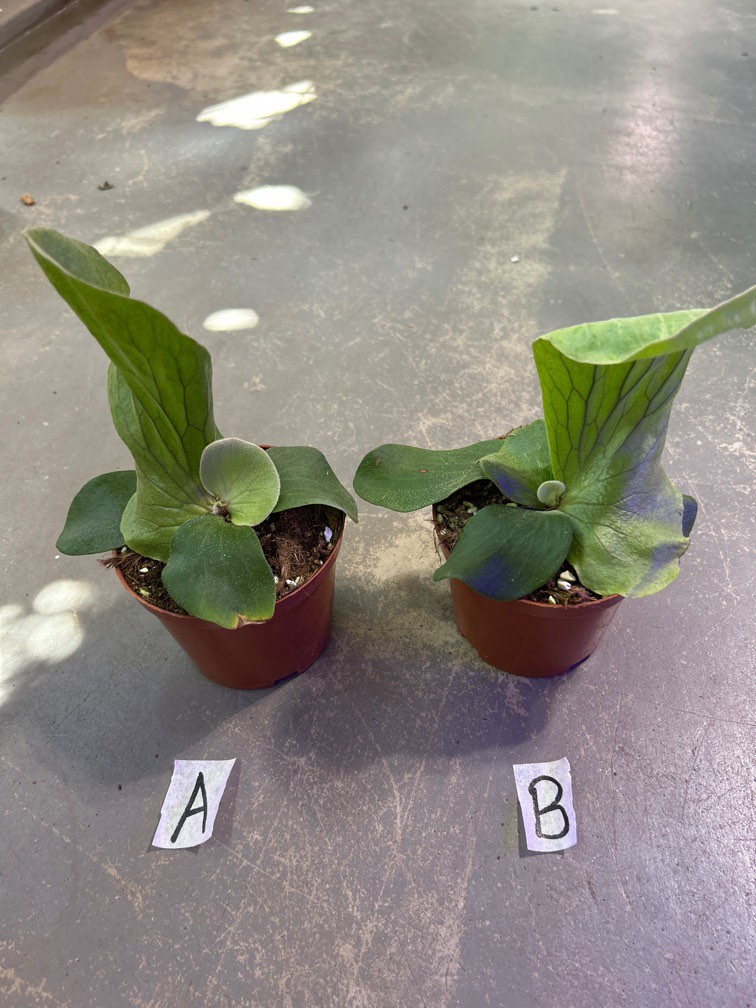 Staghorn Fern/ Platycerium Angolense Hook (Elephant's-ear fern). $28 ...