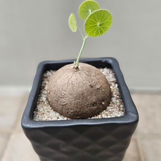 Stephania Suberosa caudex plant with Stone pot, Furniture & Home Living ...