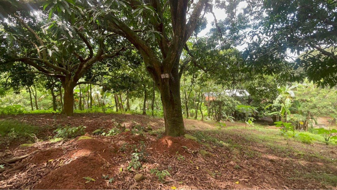 Baras rizal farm lot/agricultural, Property, For Sale, Lot on Carousell