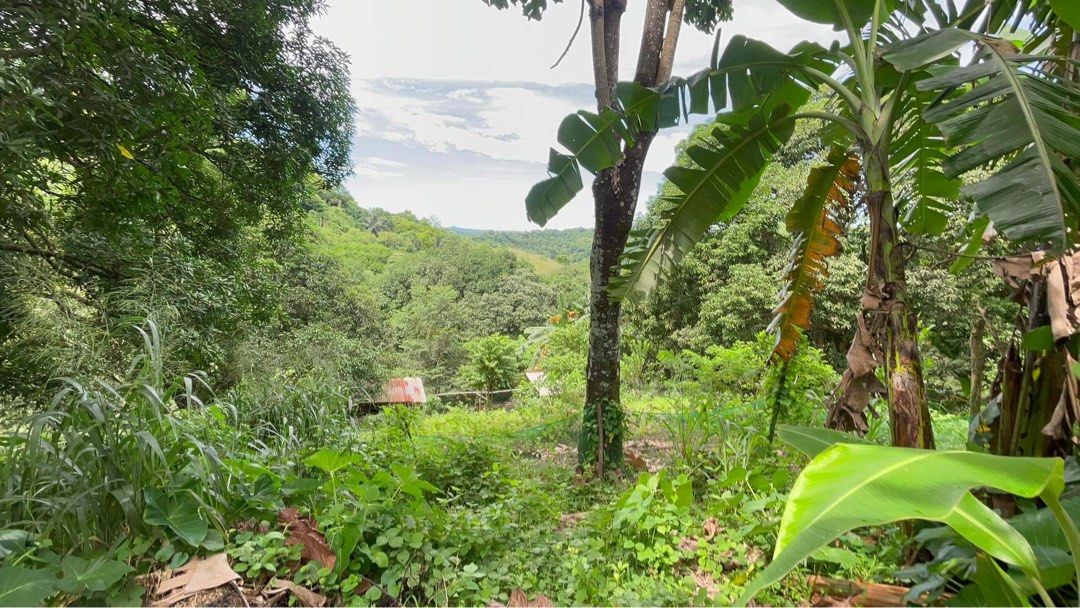 Baras rizal farm lot/agricultural, Property, For Sale, Lot on Carousell