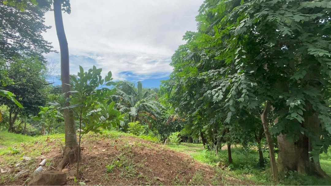 Baras rizal farm lot/agricultural, Property, For Sale, Lot on Carousell