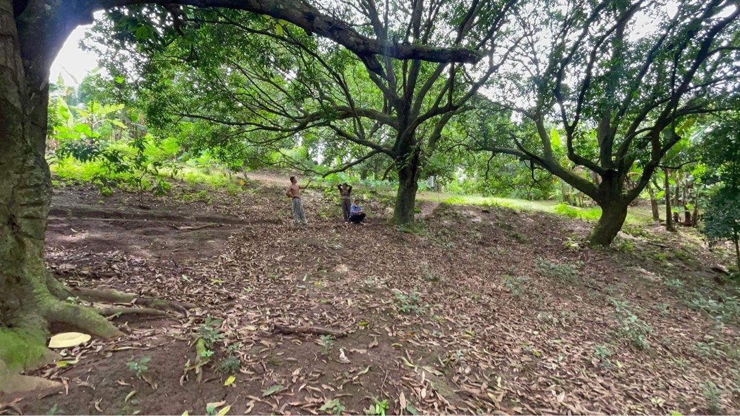 Baras rizal farm lot/agricultural, Property, For Sale, Lot on Carousell