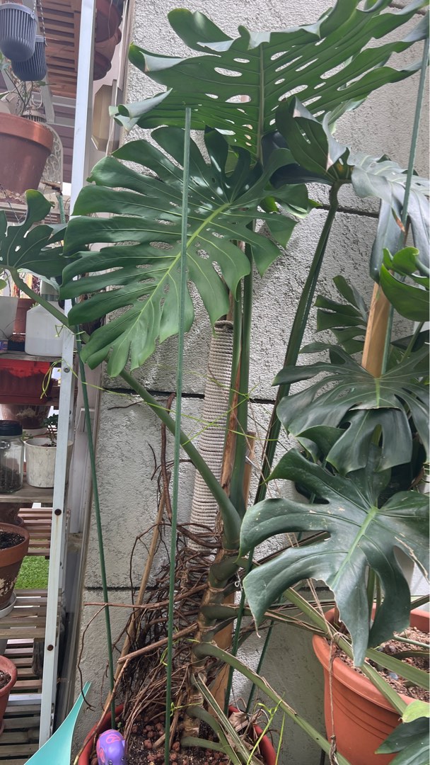 Huge Monstera 8 ft tall, Furniture & Home Living, Gardening, Plants ...