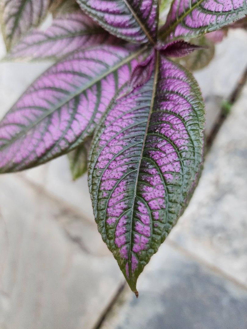 Persian shields, Furniture & Home Living, Gardening, Plants & Seeds on ...