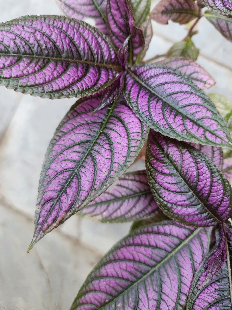 Persian shields, Furniture & Home Living, Gardening, Plants & Seeds on ...