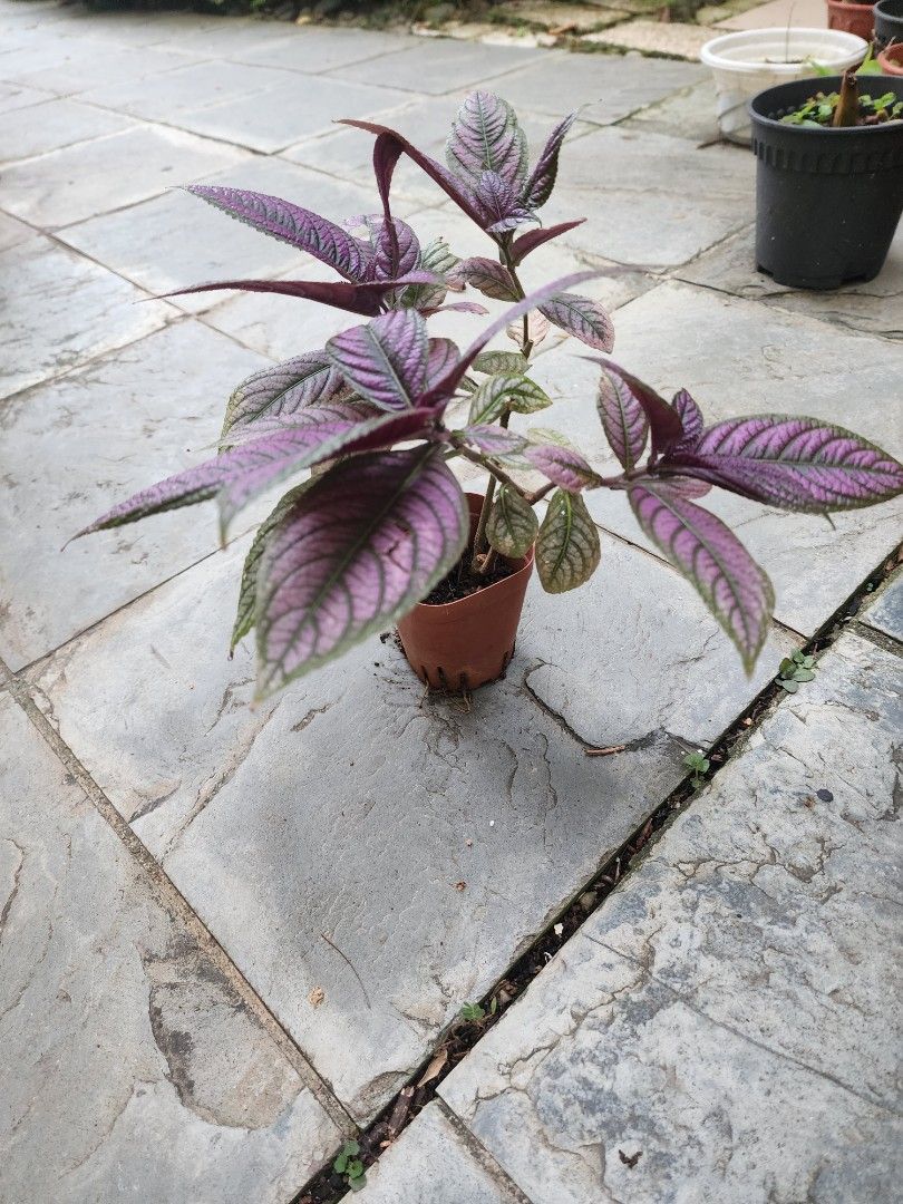 Persian shields, Furniture & Home Living, Gardening, Plants & Seeds on ...