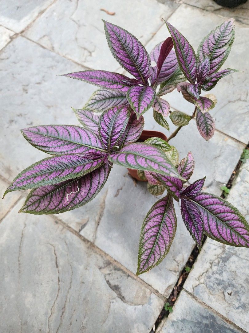 Persian shields, Furniture & Home Living, Gardening, Plants & Seeds on ...