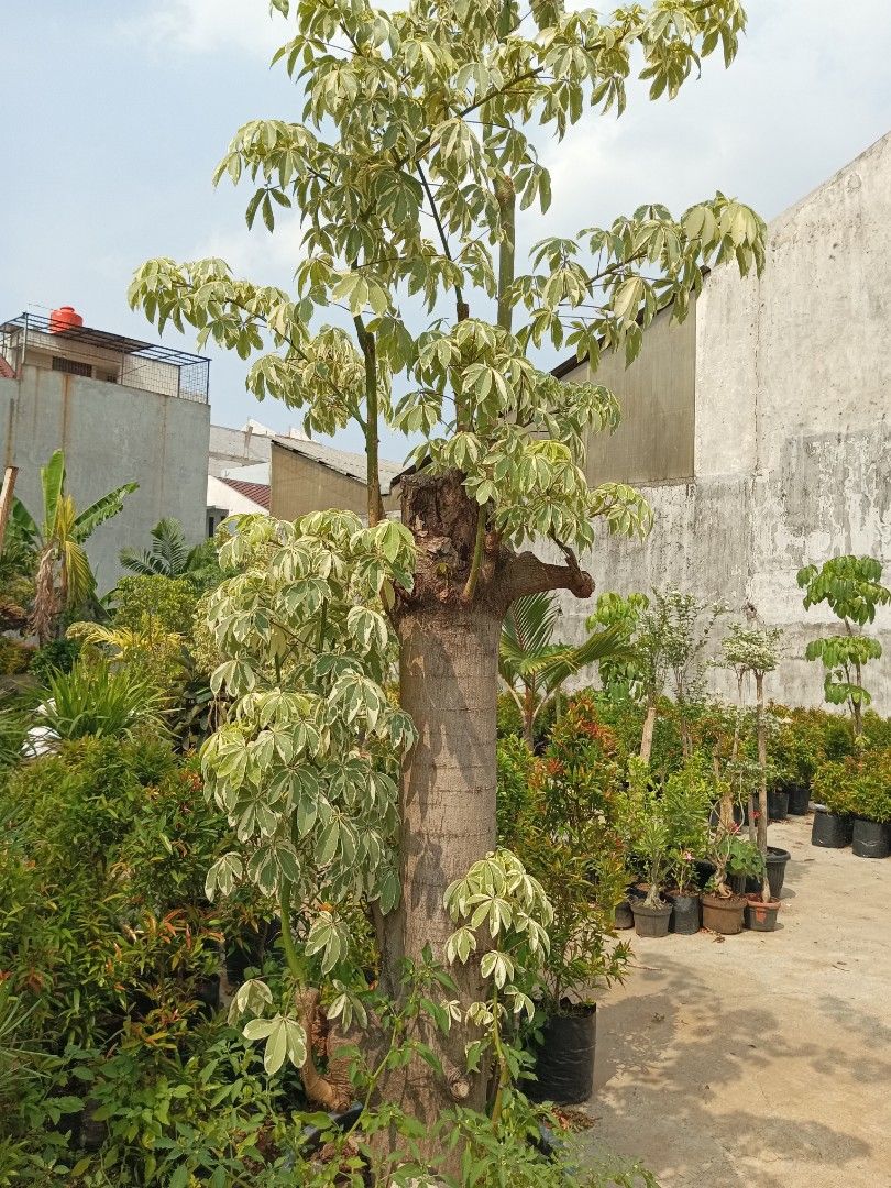 Pohon Kapuk/randu variegata, Perkebunan di Carousell