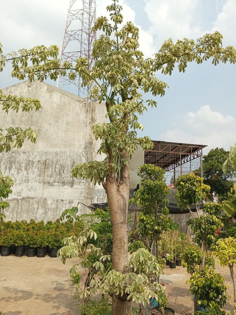 Pohon Kapuk/randu variegata, Perkebunan di Carousell
