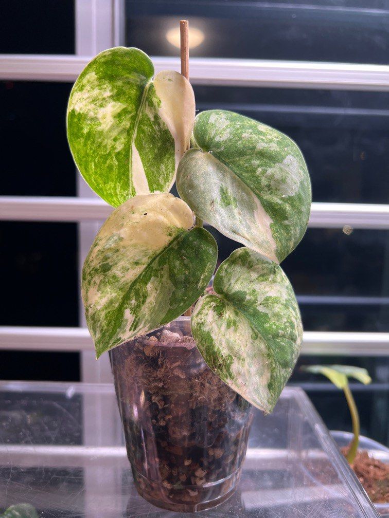 Scindapsus Mangurai, Furniture & Home Living, Gardening, Plants & Seeds ...