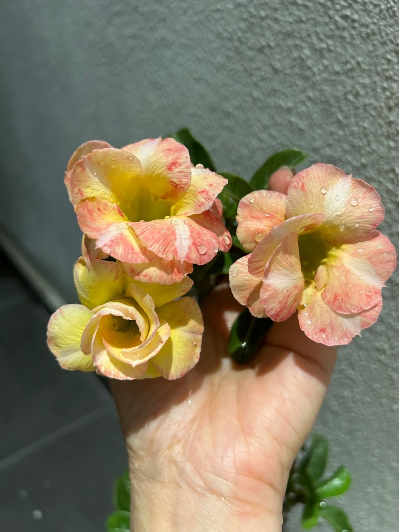 Adenium change color 2 layer, Furniture & Home Living, Gardening ...