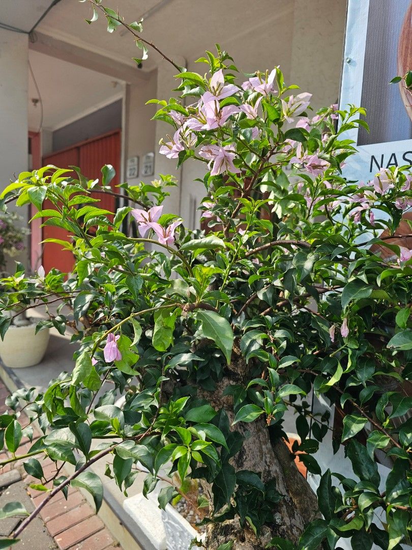 Bonsai bougenville bongol besar fosil unik bunga kertas warna white ...