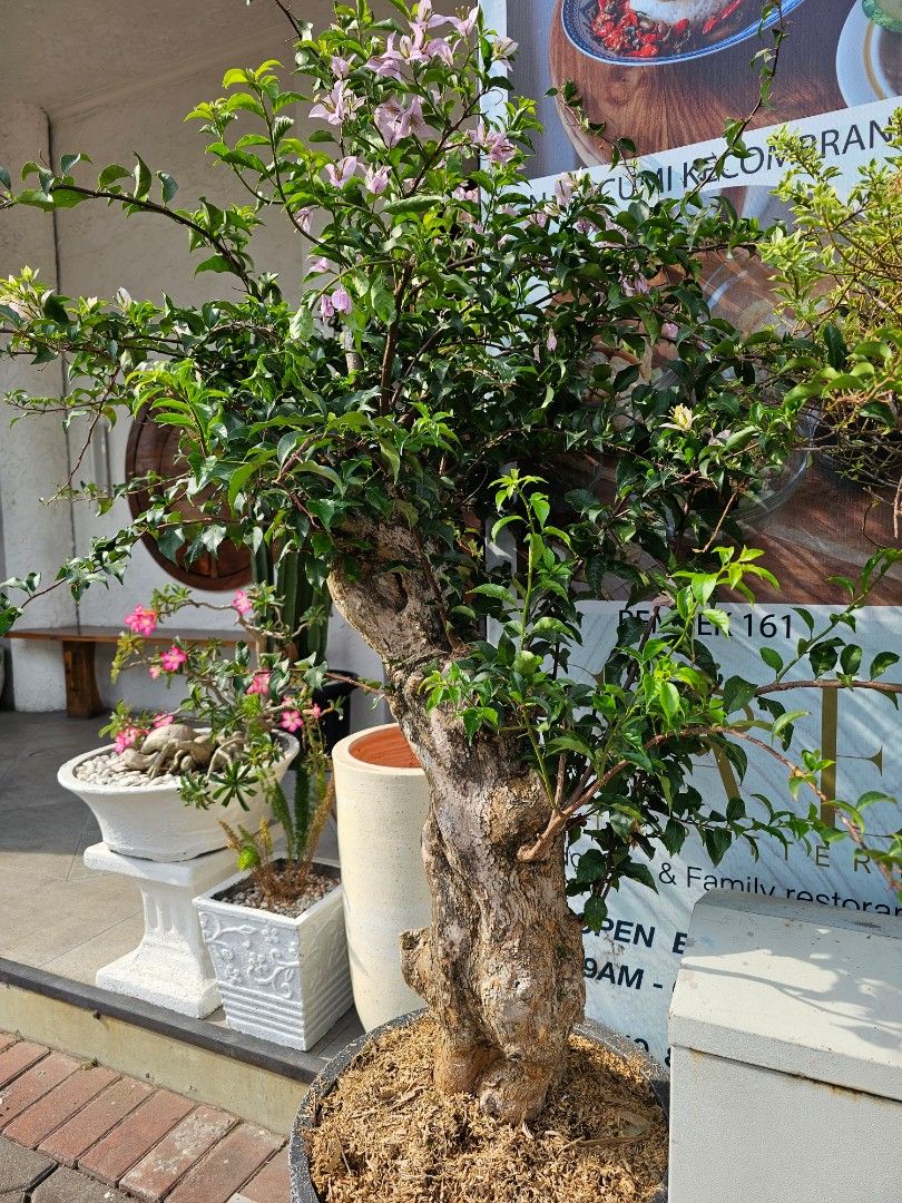 Bonsai bougenville bongol besar fosil unik bunga kertas warna white ...