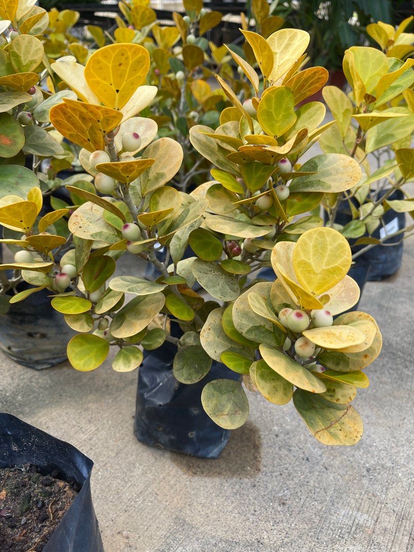 Ficus Deltoidea Gold with pot live plant free organic fertiliser 0.5kg ...