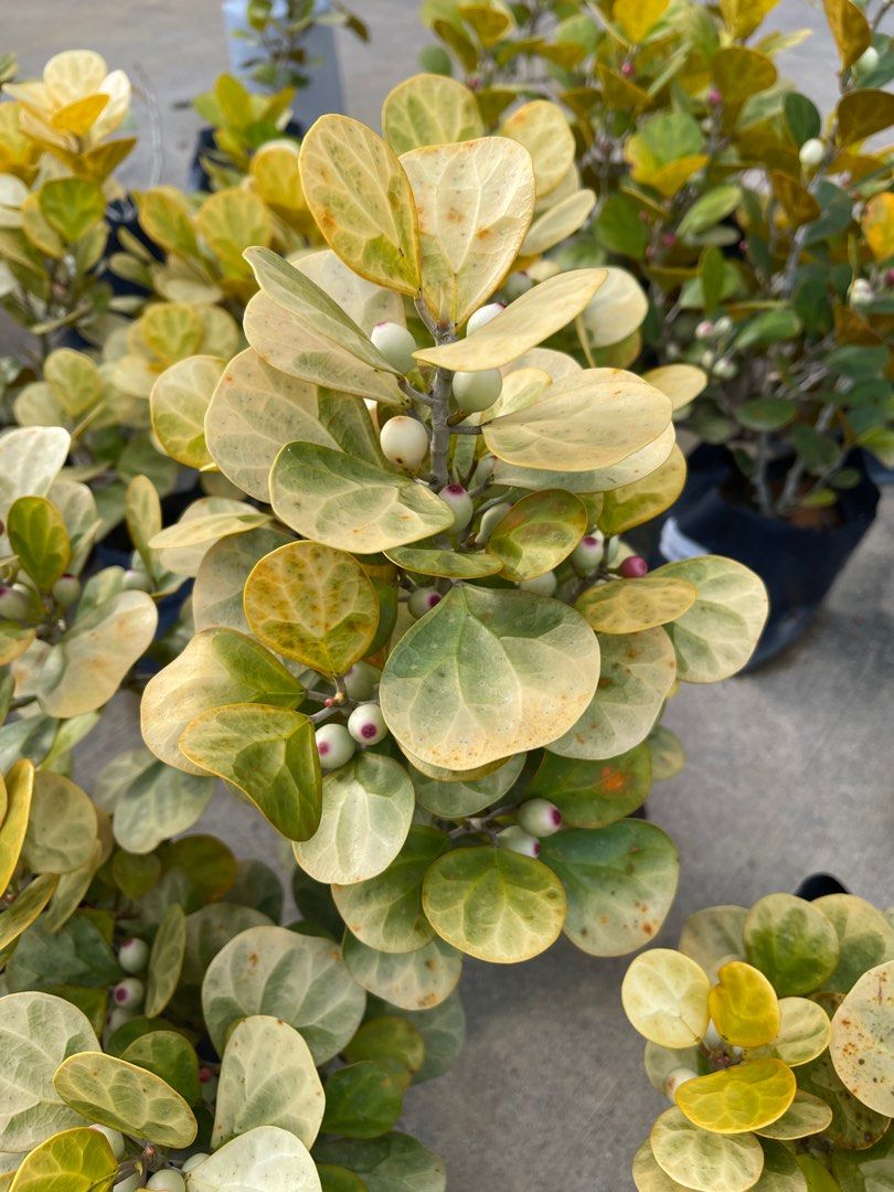 Ficus Deltoidea Gold with pot live plant free organic fertiliser 0.5kg ...