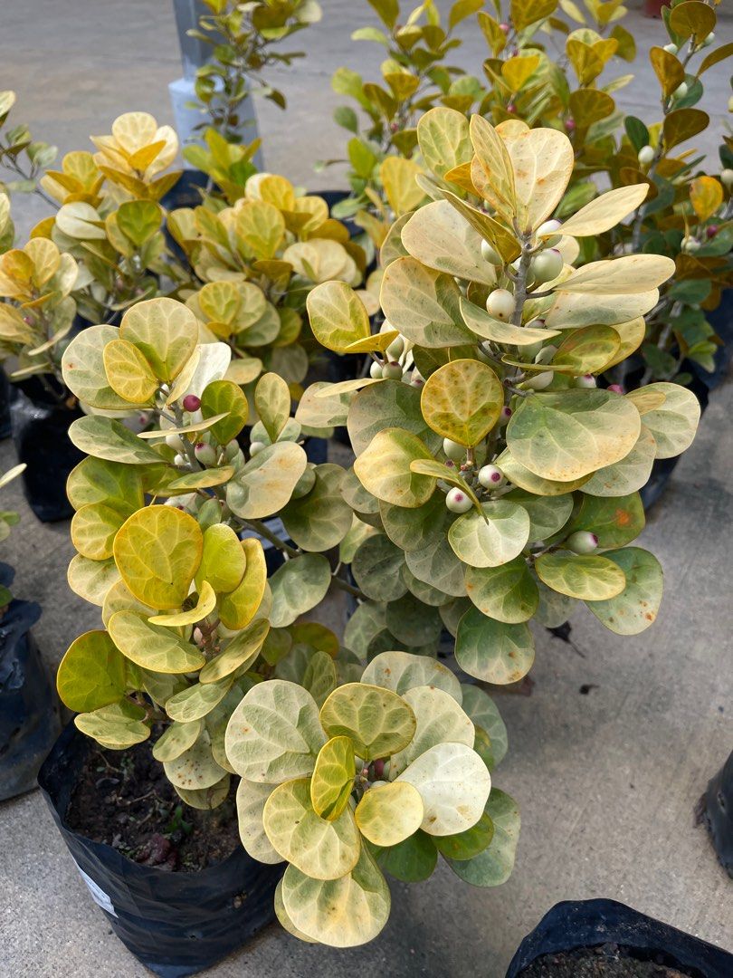 Ficus Deltoidea Gold with pot live plant free organic fertiliser 0.5kg ...