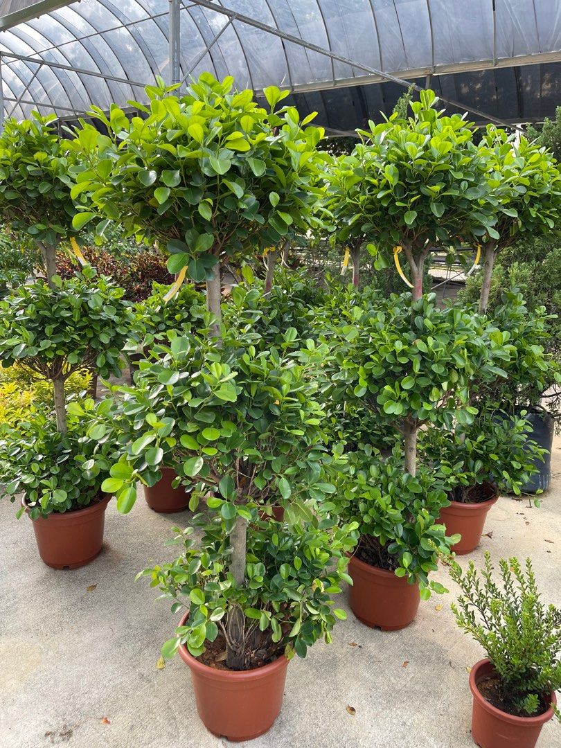 Ficus Microcarpa 3 layer (1.5-1.7m Height) real live plant free organic ...