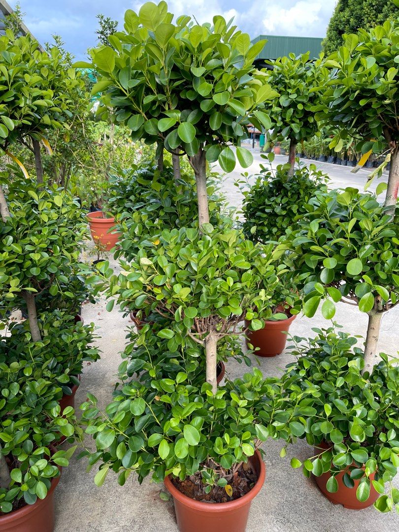 Ficus Microcarpa 3 layer (1.5-1.7m Height) real live plant free organic ...