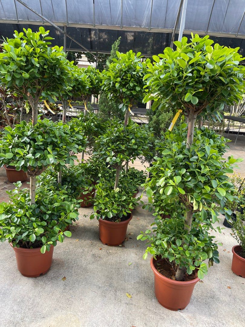 Ficus Microcarpa 3 layer (1.5-1.7m Height) real live plant free organic ...