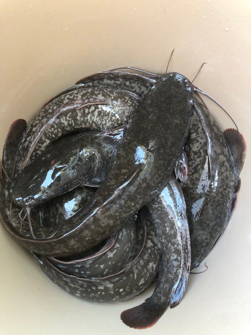 hito ( Catfish), Food & Drinks, Fresh Produce on Carousell