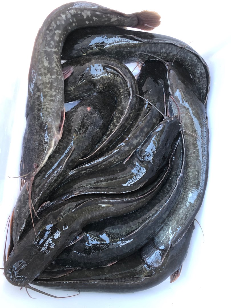 hito ( Catfish), Food & Drinks, Fresh Produce on Carousell