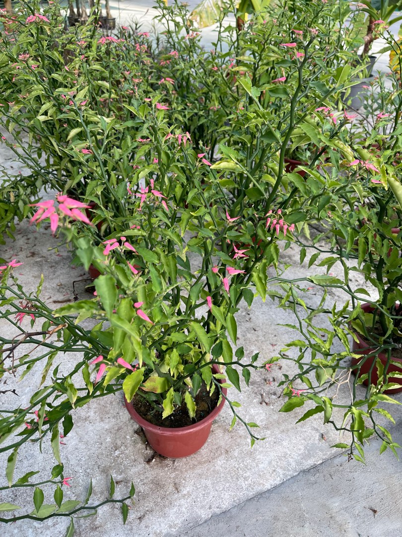 Pedilanthus Tithymaloides (Bird Plant) live plant free organic ...