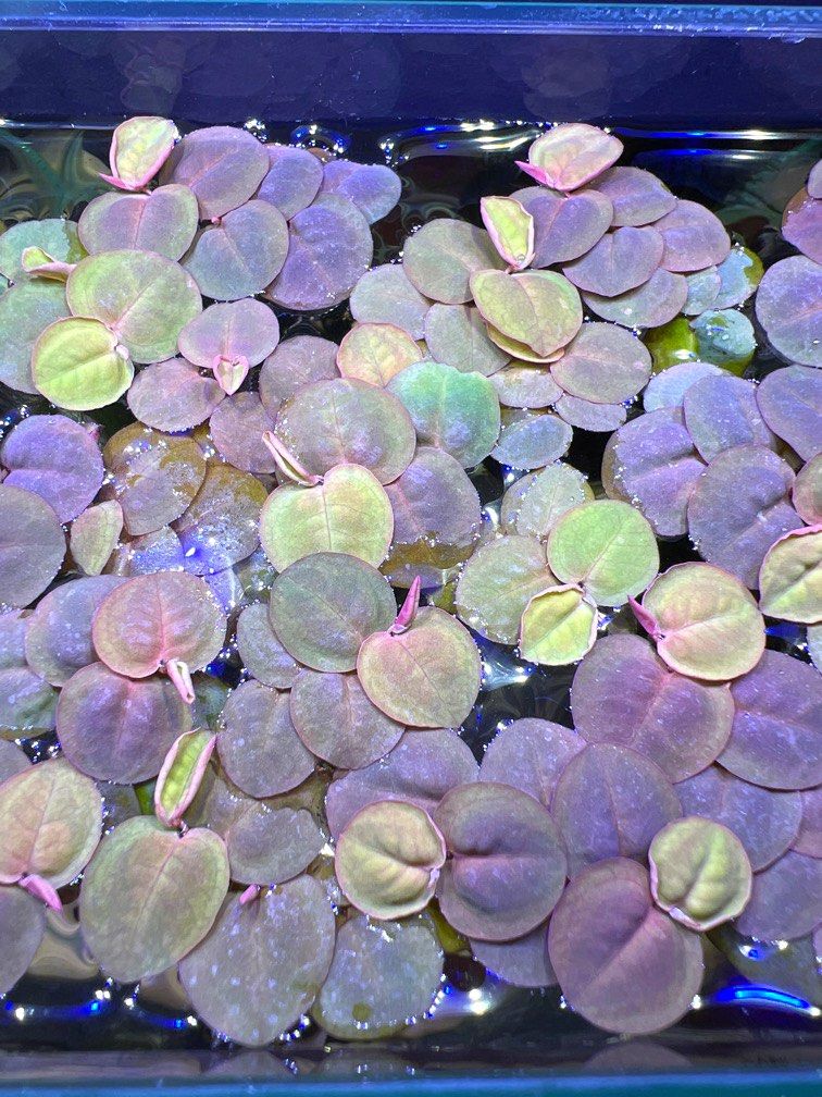 Red Root Floater, Furniture & Home Living, Gardening, Plants & Seeds on ...