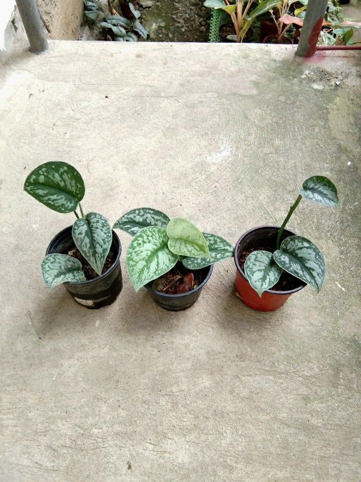 Scindapsus Sumatera, Furniture & Home Living, Gardening, Plants & Seeds ...