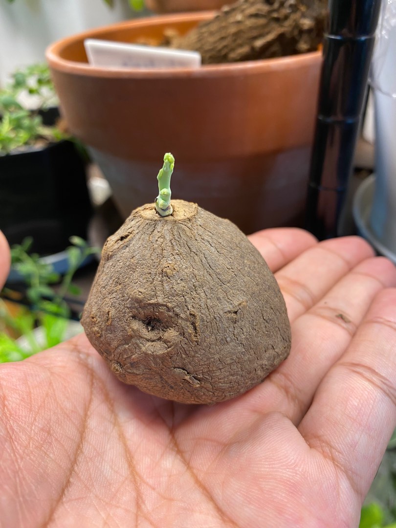 Stephania erecta plant bulb, Furniture & Home Living, Gardening, Plants ...