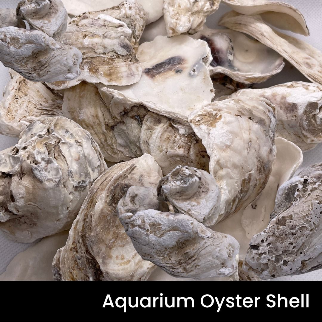 5kg Oyster Shell / Sea Shell - Filter Media and pH Buffer For Koi Fish ...