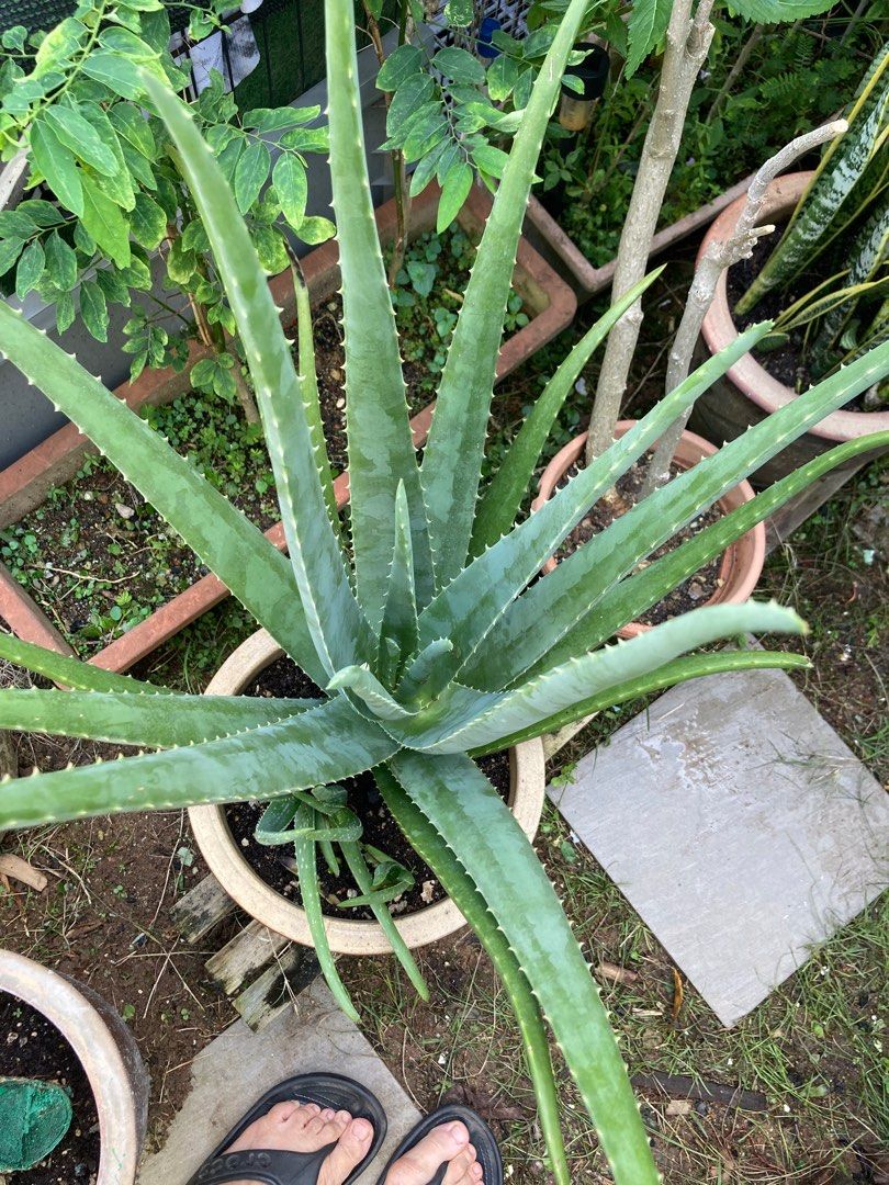 Edible matured Aloe Vera plant, Furniture & Home Living, Gardening ...