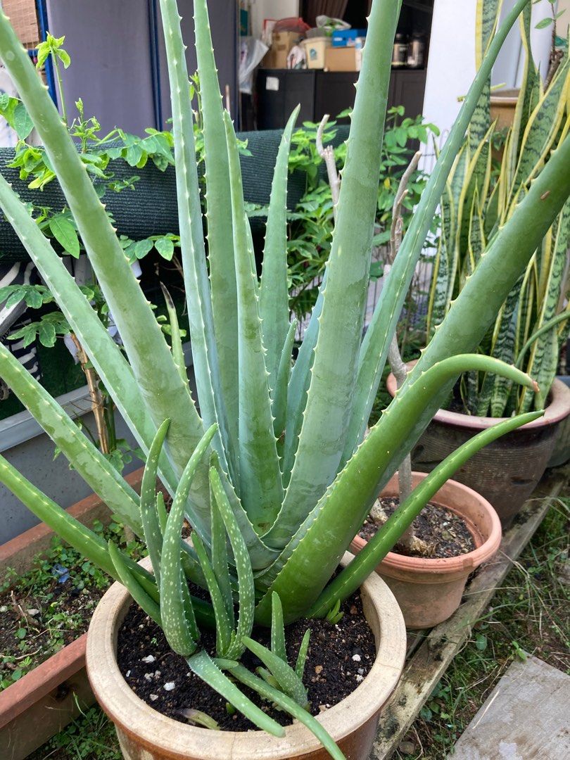 Edible matured Aloe Vera plant, Furniture & Home Living, Gardening ...