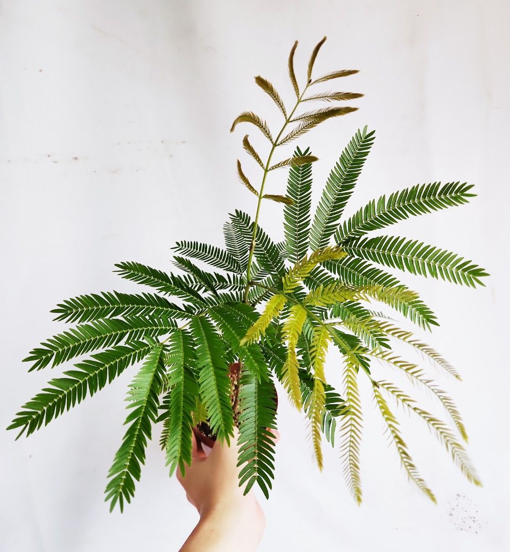 Everfresh Tree [Pithecellobium Confertum], Furniture & Home Living ...