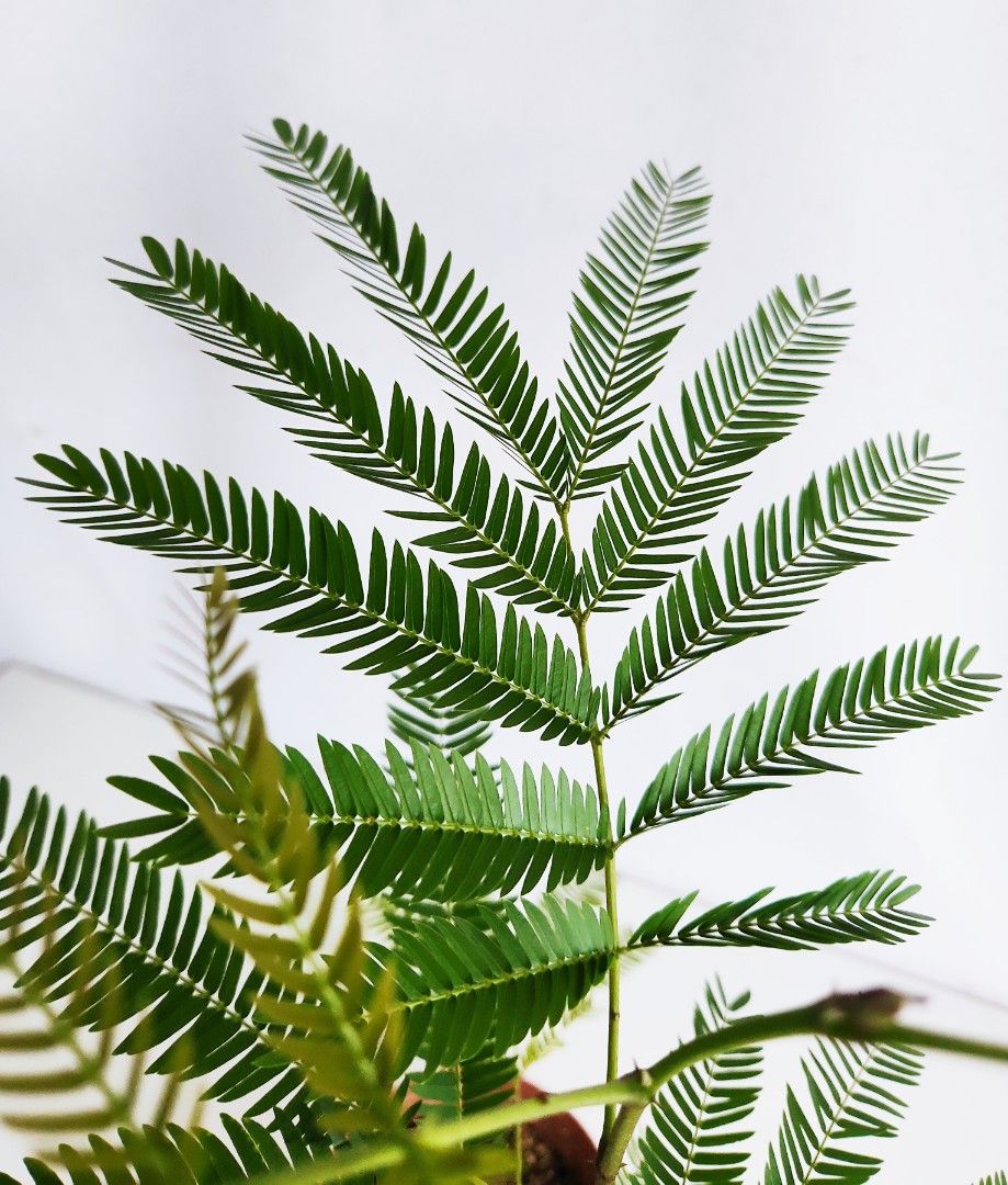 Everfresh Tree [Pithecellobium Confertum], Furniture & Home Living ...