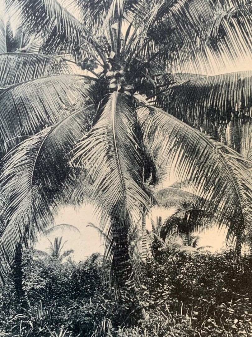 Malaya COCONUT TREES 1910 Postcard, Hobbies & Toys, Collectibles ...