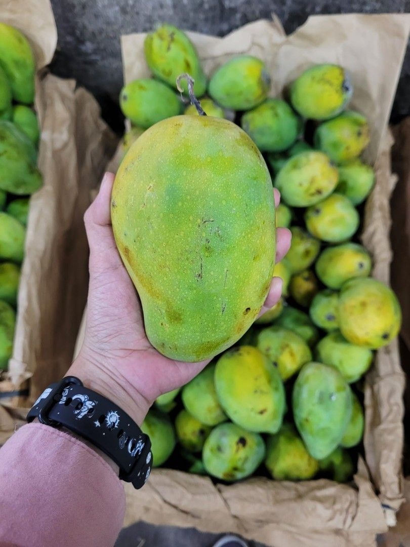 Mangga Harum Manis, Makanan & Minuman, Makanan Instan di Carousell Mangga Harum Manis, Makanan & Minuman, Makanan Instan di Carousell